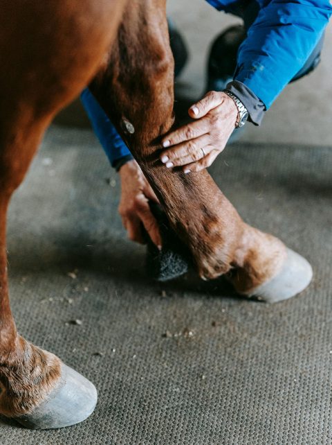 Equine Sport Medicine | Veterinarian in Xenia | Pony Express Veterinary ...